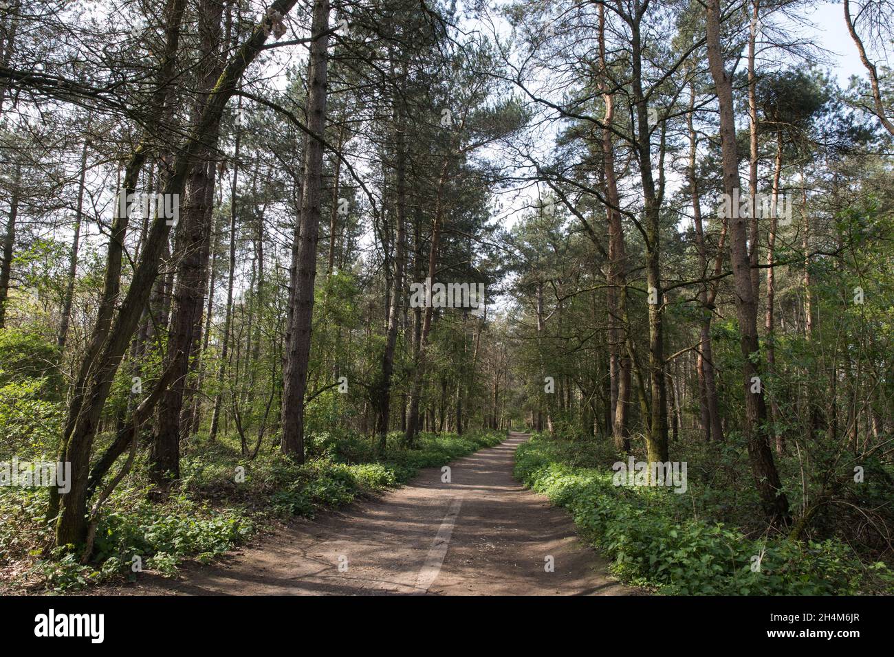 Sulham, UK. 21st April, 2021. A view along a path through Sulham Woods ...