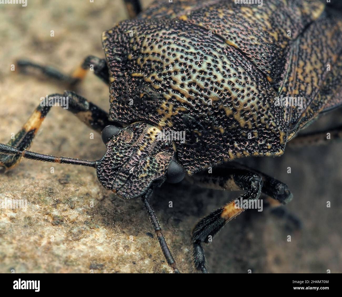 Heather shieldbug hi-res stock photography and images - Alamy