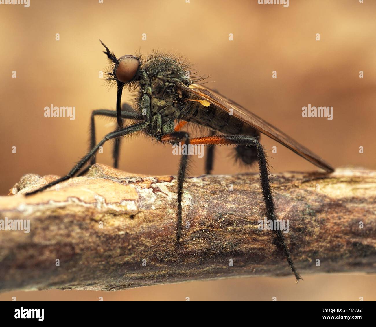 Daggerflies hi-res stock photography and images - Alamy