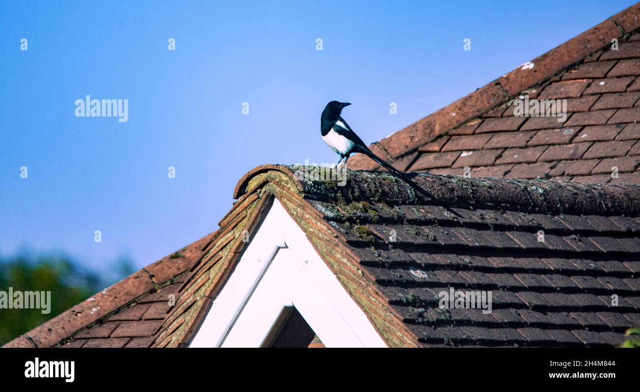 Magpie house hi-res stock photography and images - Alamy
