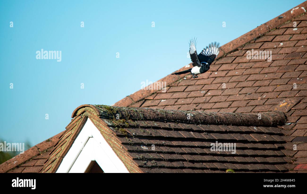Roof flying off hi-res stock photography and images - Alamy