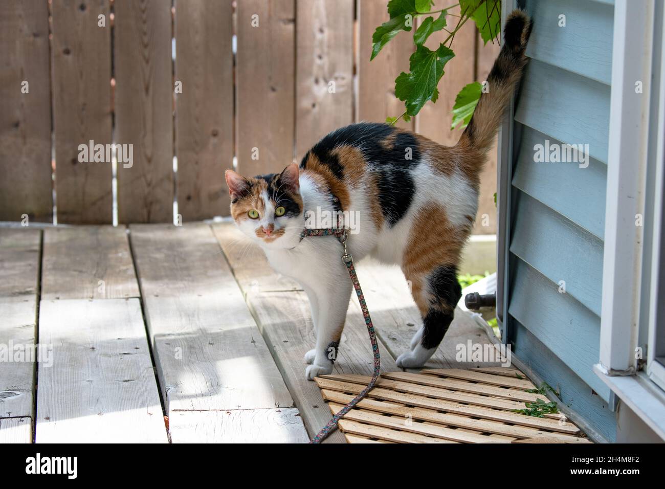 Calico cat looking at the camera with its tail straight up Stock Photo ...