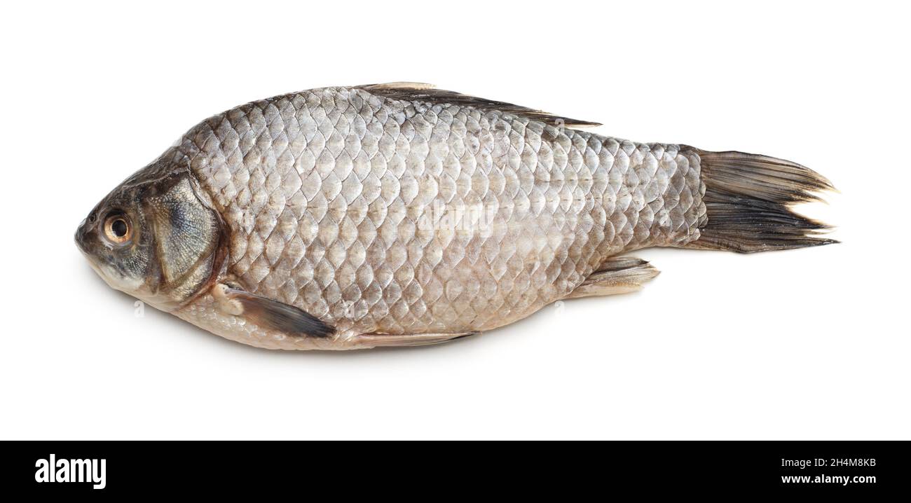 Crucian underwater hi-res stock photography and images - Alamy