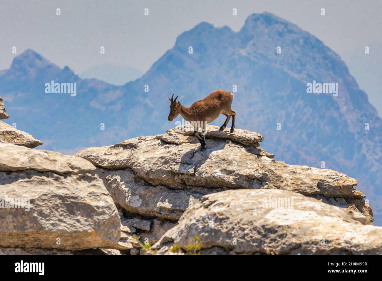 Iberian Ibex (Capra pyrenaica), also known as the Cabra Hispanica ...
