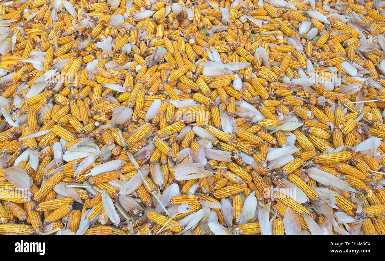 Lots of freshly harvested corn from the field for animal feed Stock ...