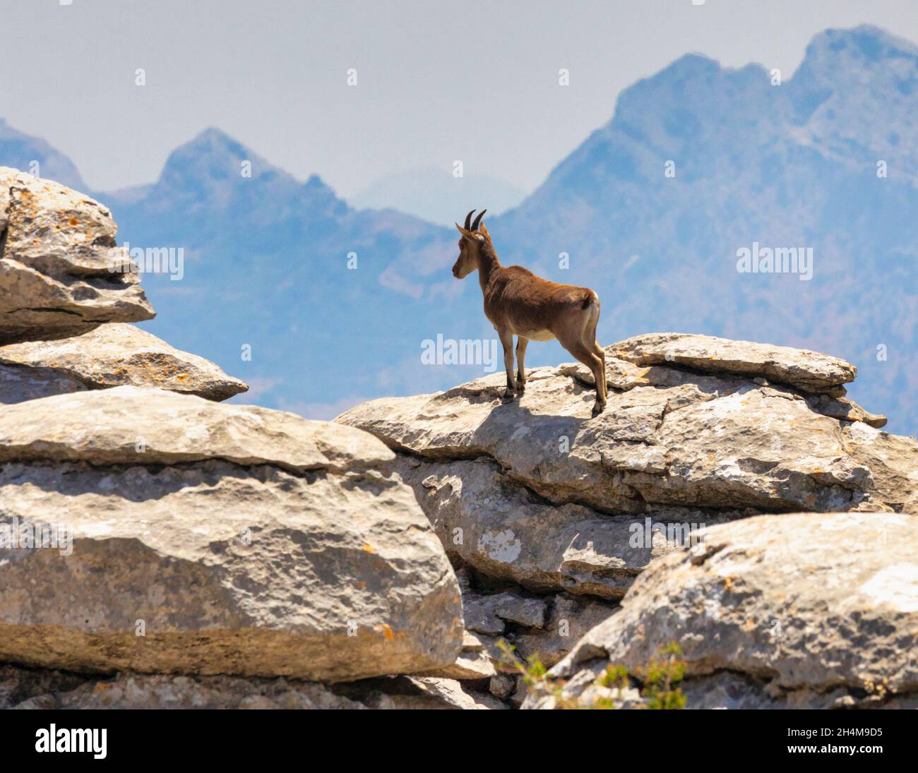 Iberian Ibex (Capra pyrenaica), also known as the Cabra Hispanica ...