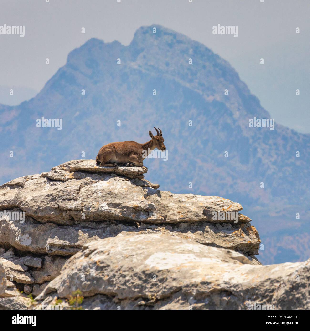 Iberian Ibex (Capra pyrenaica), also known as the Cabra Hispanica ...