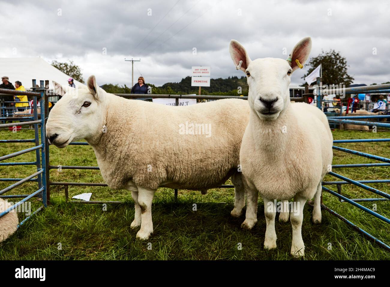 Award-winning sheep on display at the Keswick Show in the Lake District ...