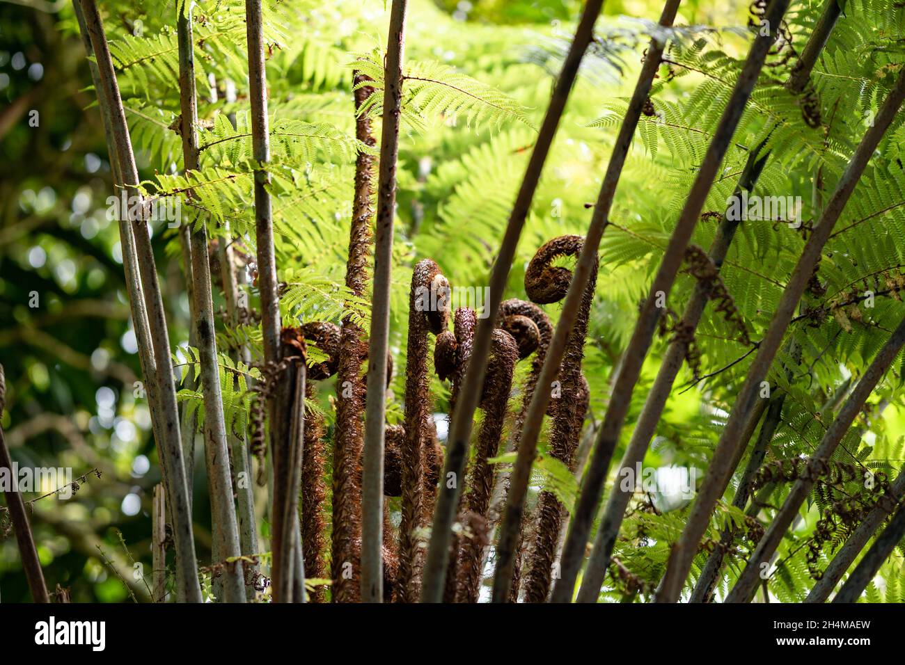 Koru - new leaf of silver fern, NZ native plant. New Zealand national ...
