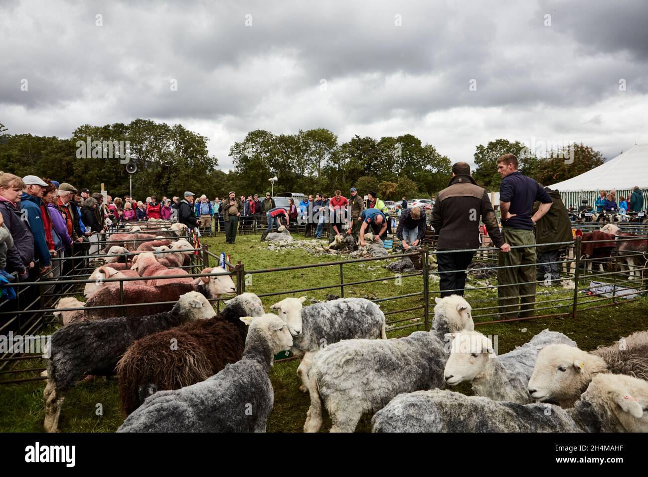Rare breeds sheep hi-res stock photography and images - Alamy