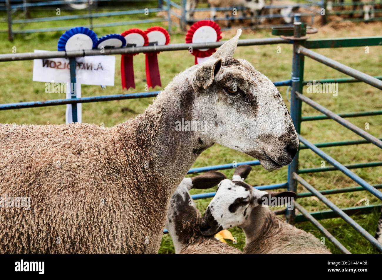 Award-winning sheep on display at the Keswick Show in the Lake District ...