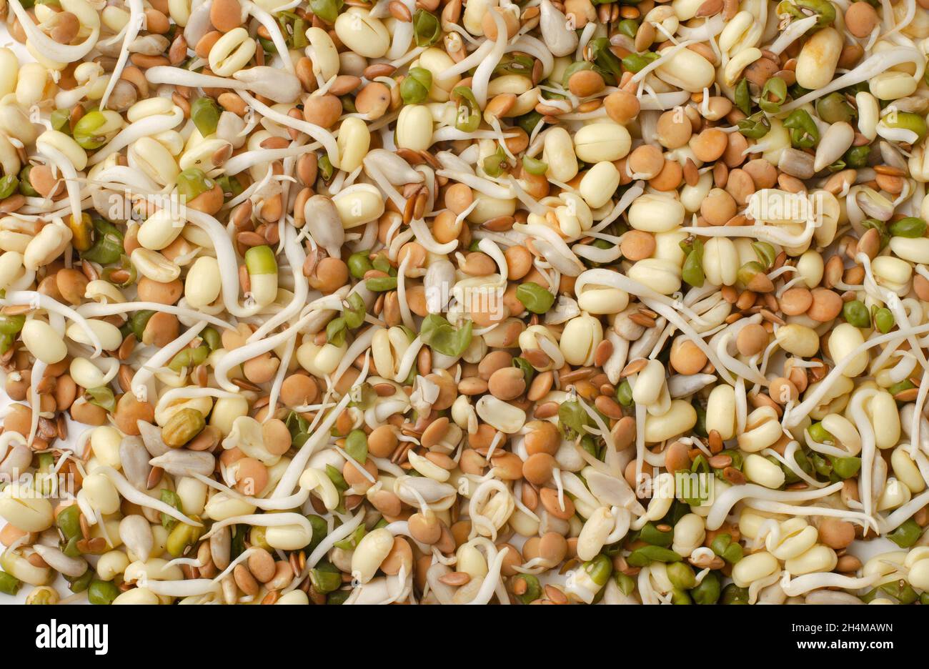 Mix of various germinated sprouts as background or texture Stock Photo ...