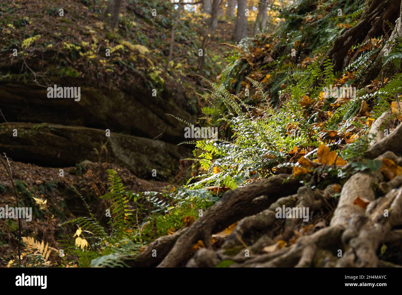 Fern growing by tree roots on canyon wall Stock Photo - Alamy