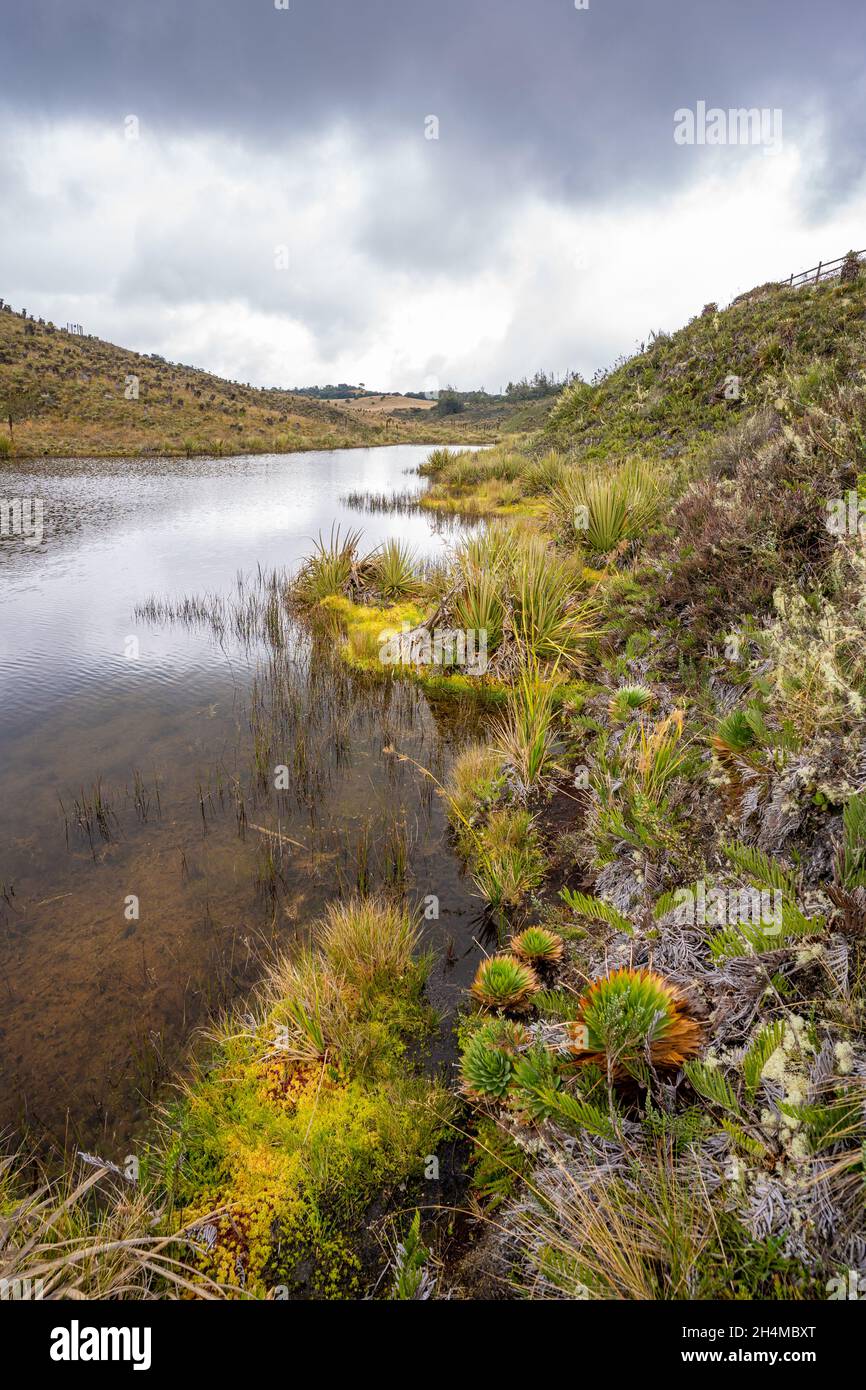 Hike to Paramo de Guacheneque, birthplace of the Bogota River. The ...