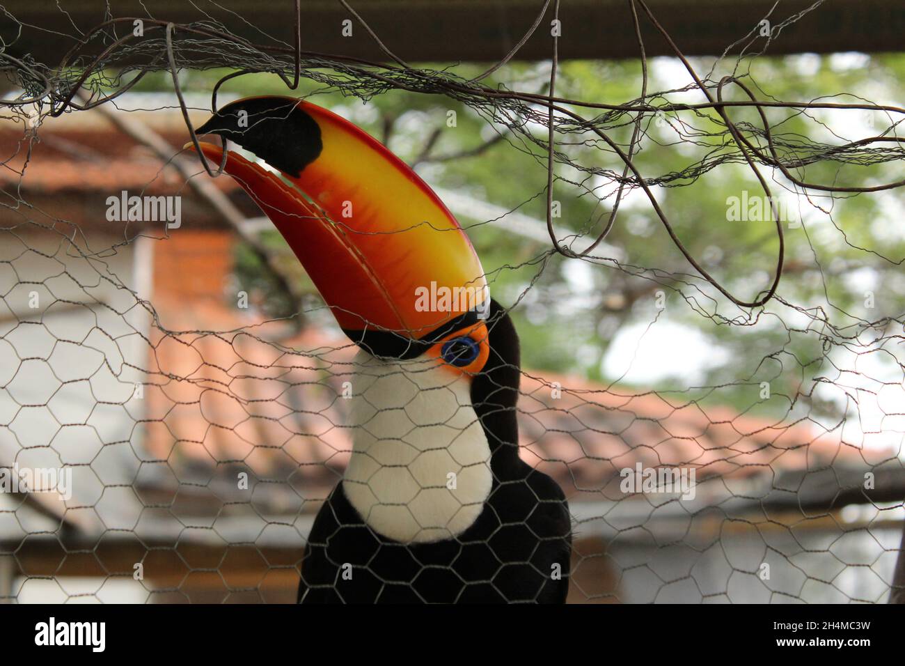 Toucan macro hi-res stock photography and images - Alamy