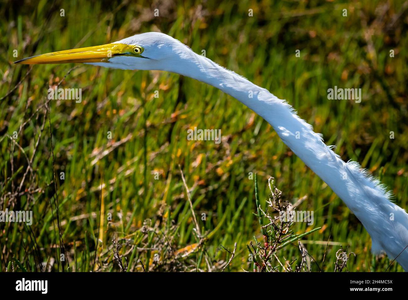 Closeup of an egret and its long neck against a grassy marsh Stock ...
