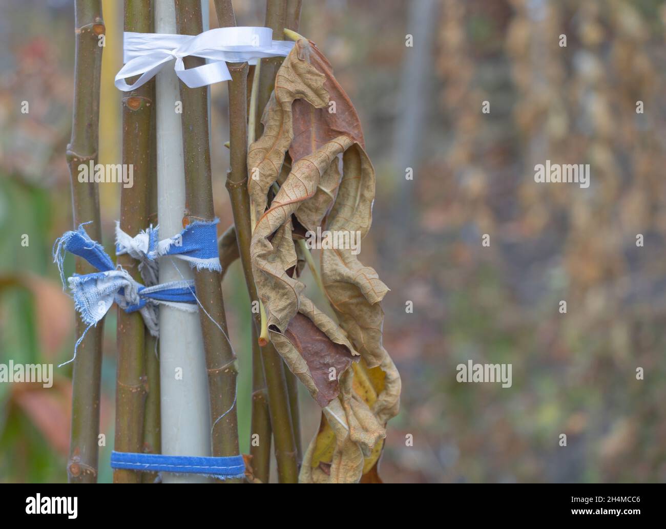 Dried leaves falling from the fig tree in autumn Stock Photo - Alamy