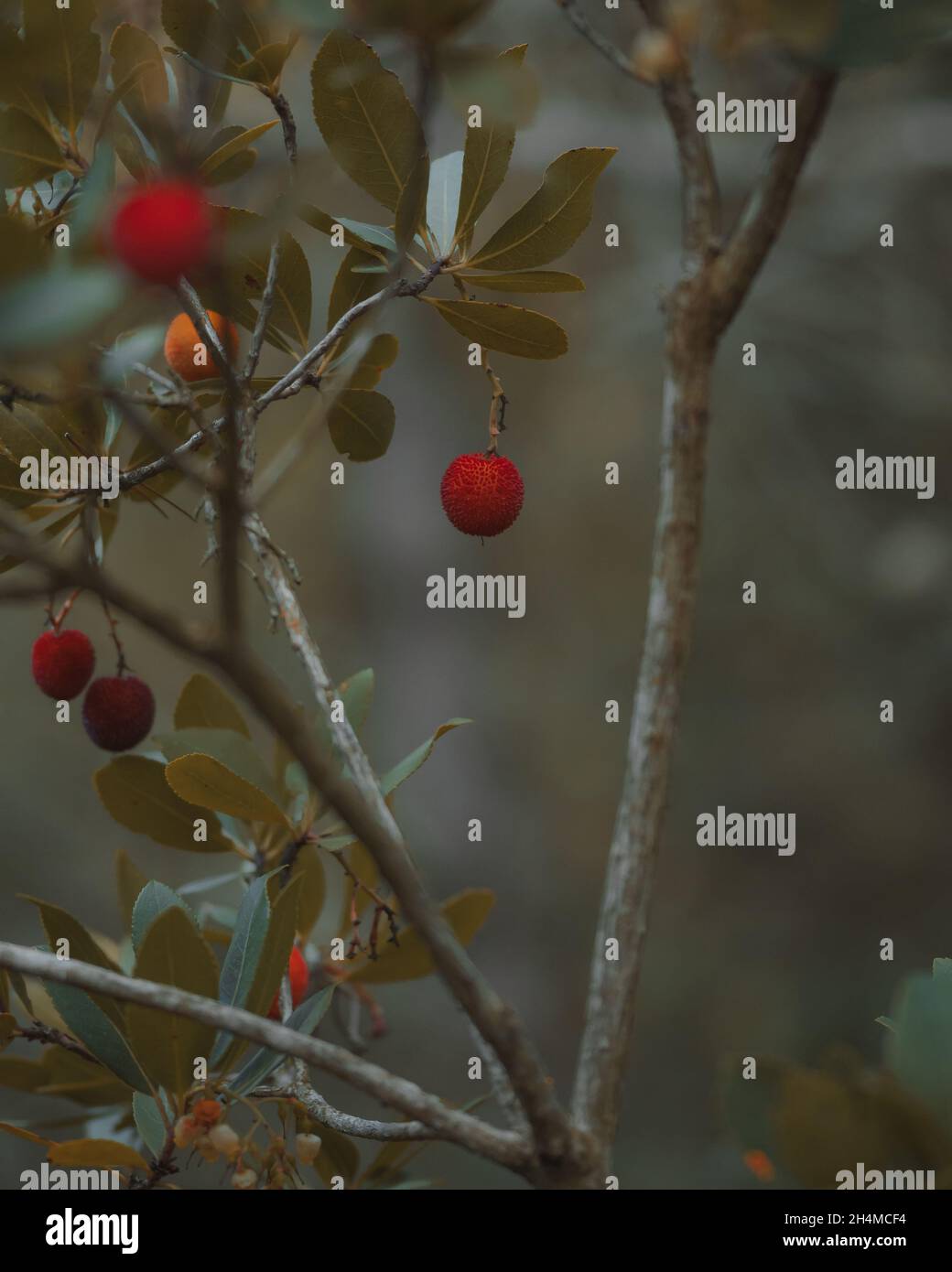 Soft focus of small red fruits hanging from a shrub at a garden Stock ...