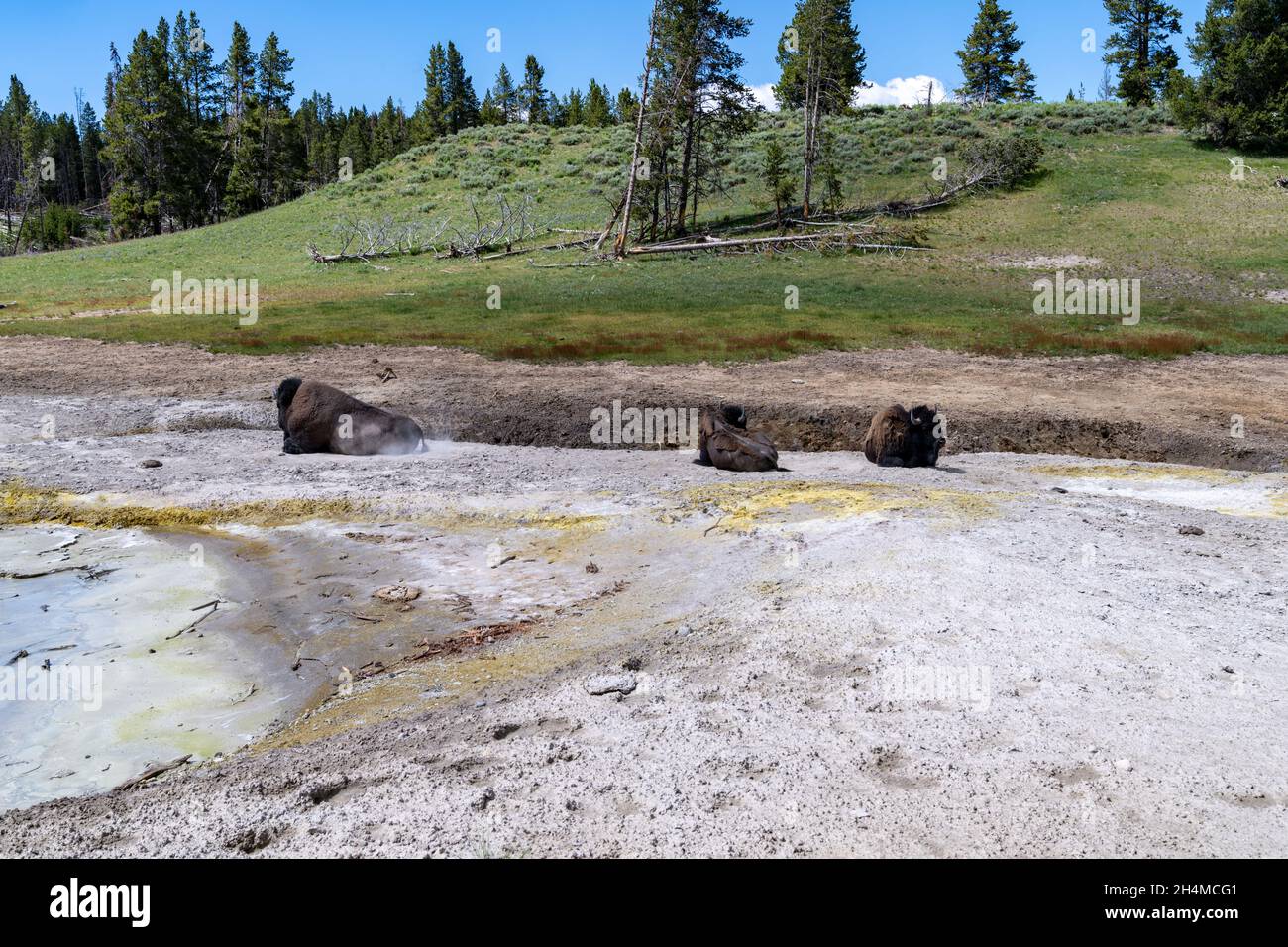 Three bison relaxing and laying by a geothermal hot spring in the Mud ...