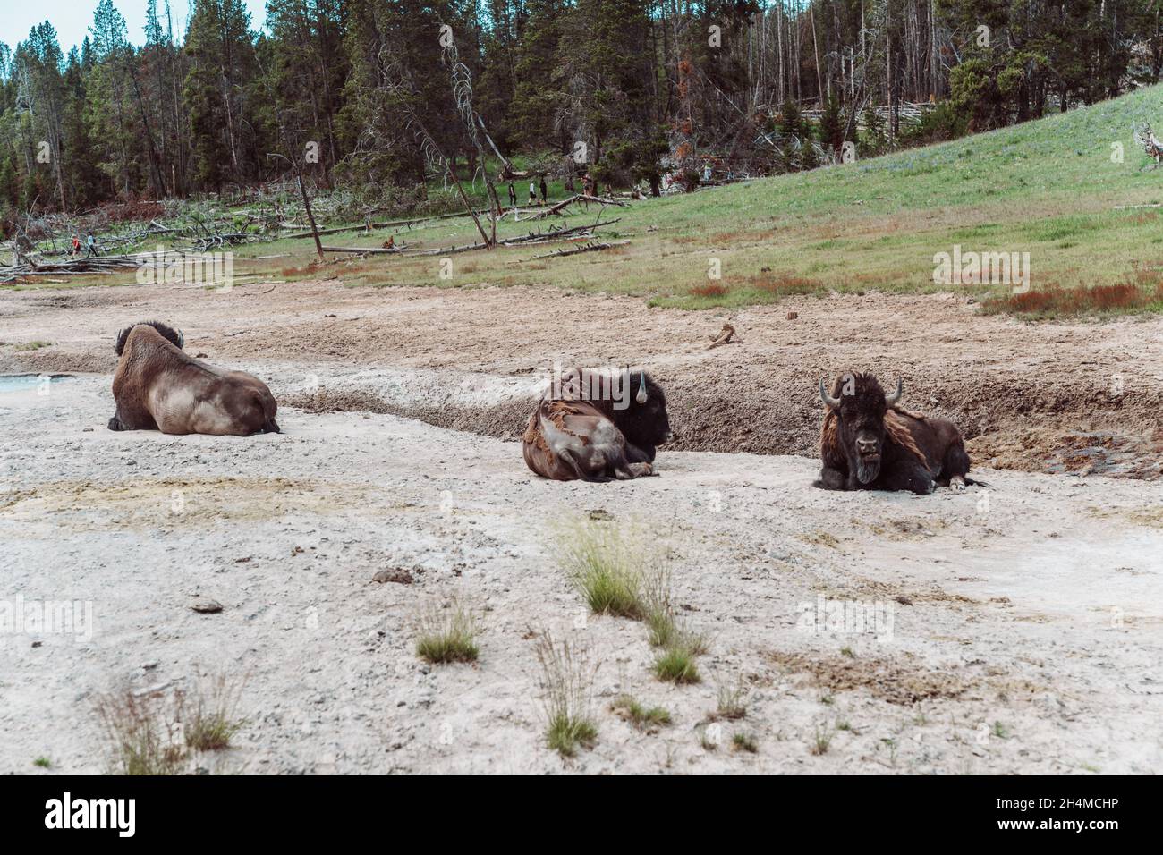Three bison relaxing and laying by a geothermal hot spring in the Mud ...