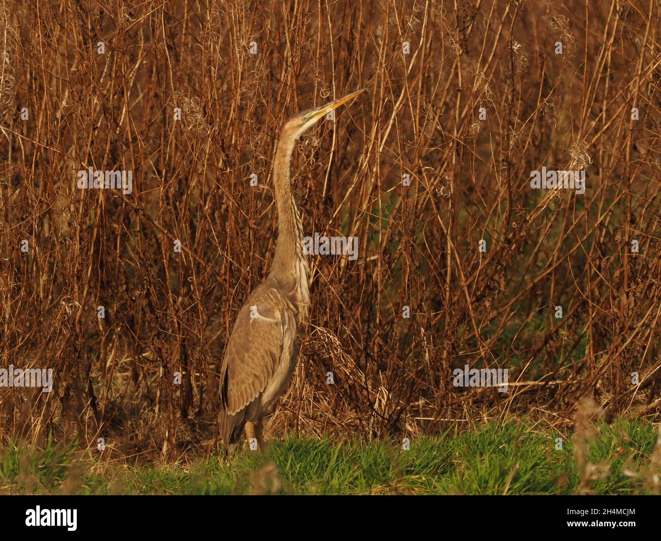 Heron sub species hi-res stock photography and images - Alamy