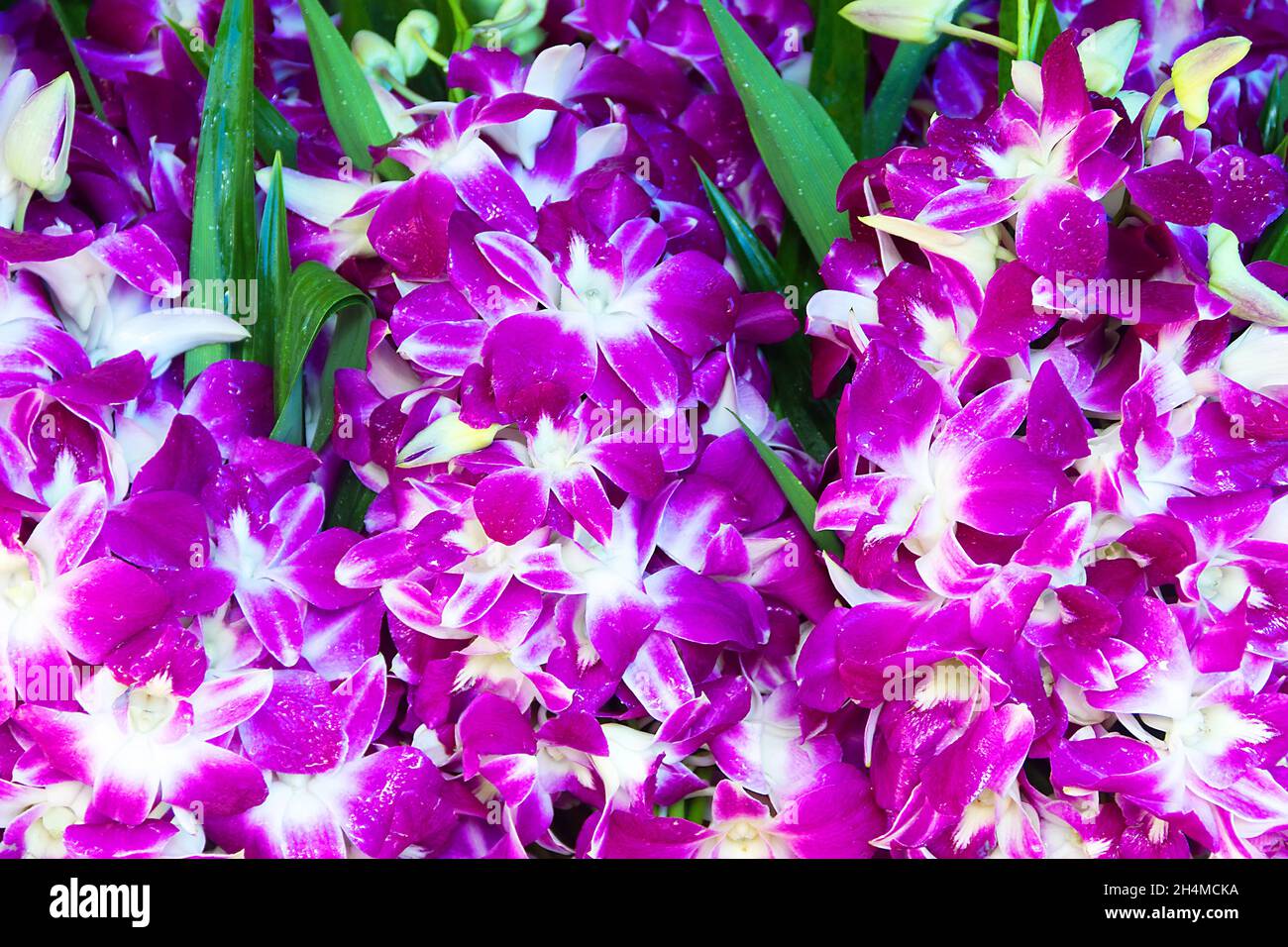 Flower arrangement. Blue color on the basis of orchids from Thailand ...