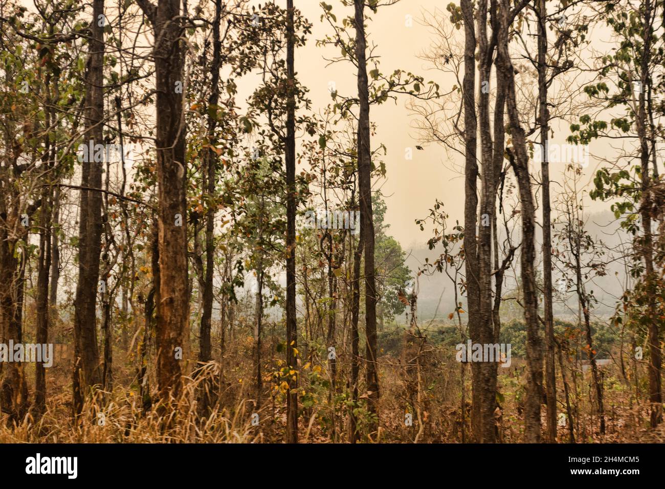 Tropical mountain forest in winter during the dry season, deciduous and ...
