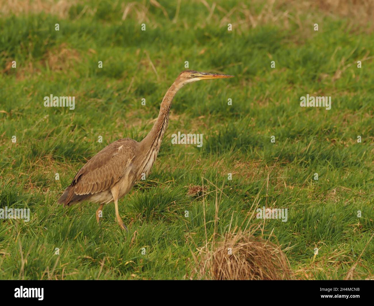 Heron sub species hi-res stock photography and images - Alamy