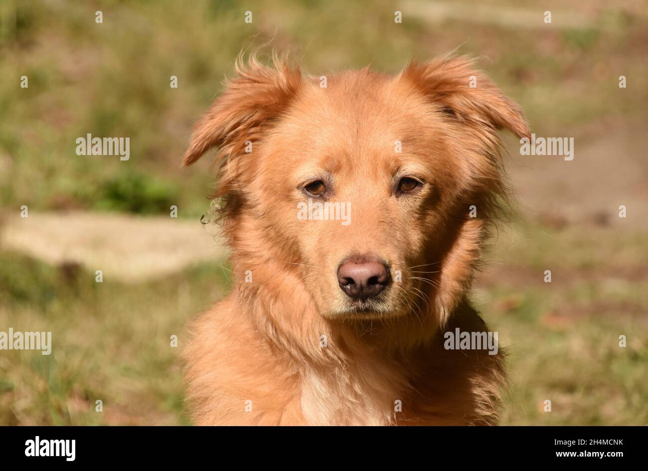 Sweet Toller dog with fluffy damp fur Stock Photo - Alamy