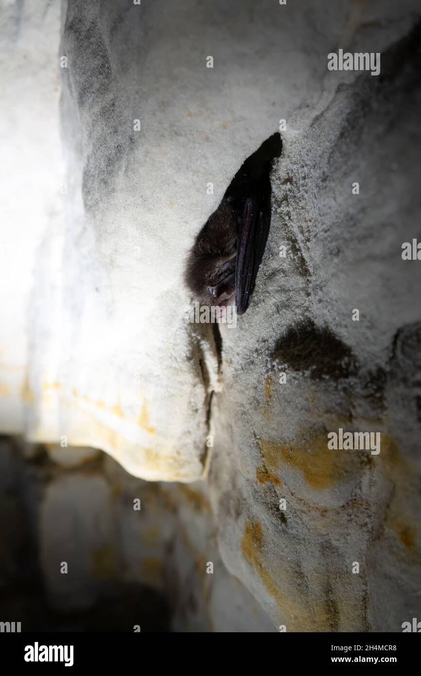 Wintering (hibernation) of bats in quarries of north-eastern Europe ...