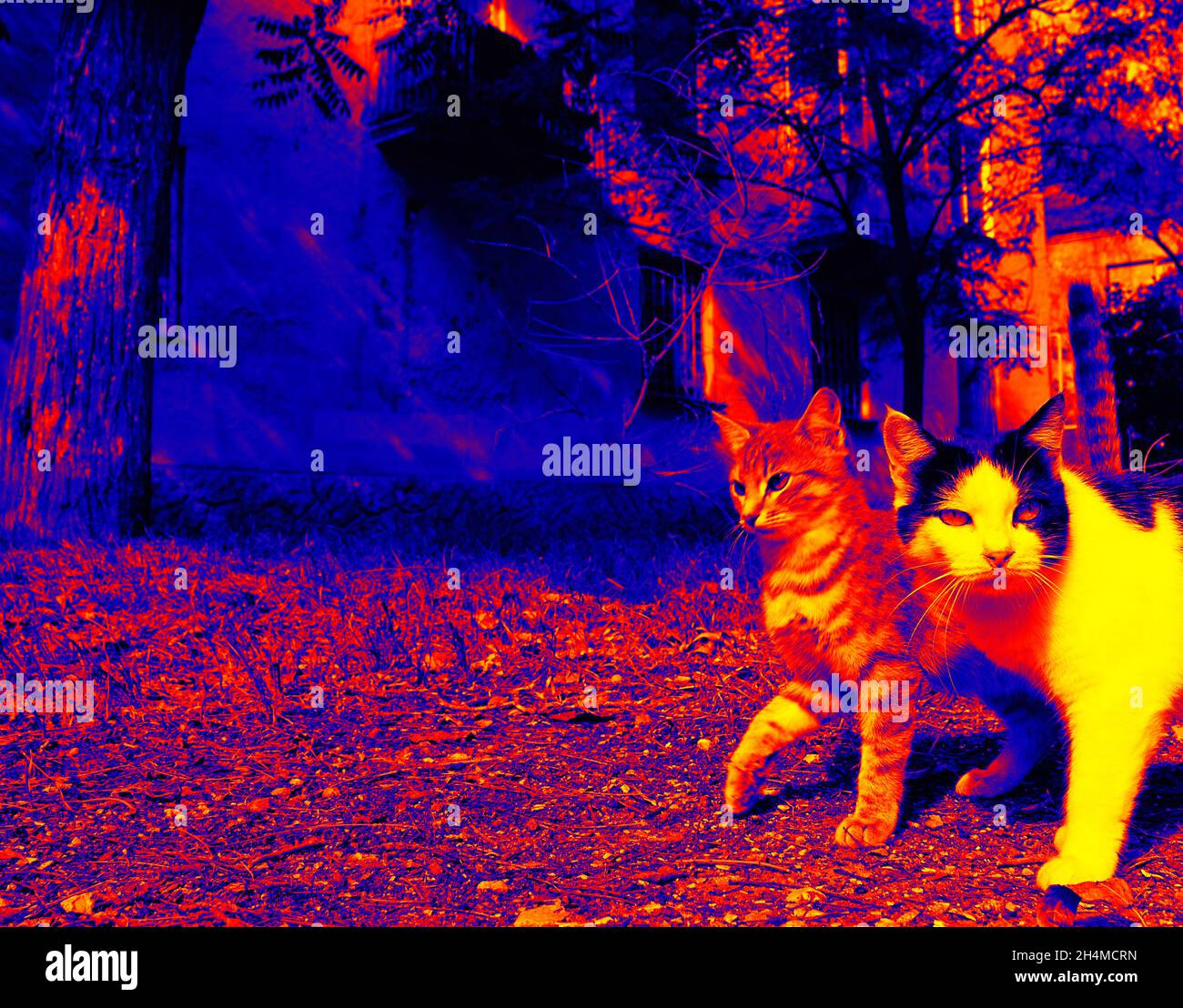 Cat with a kitten on background of a street. Scanning the animal's body ...