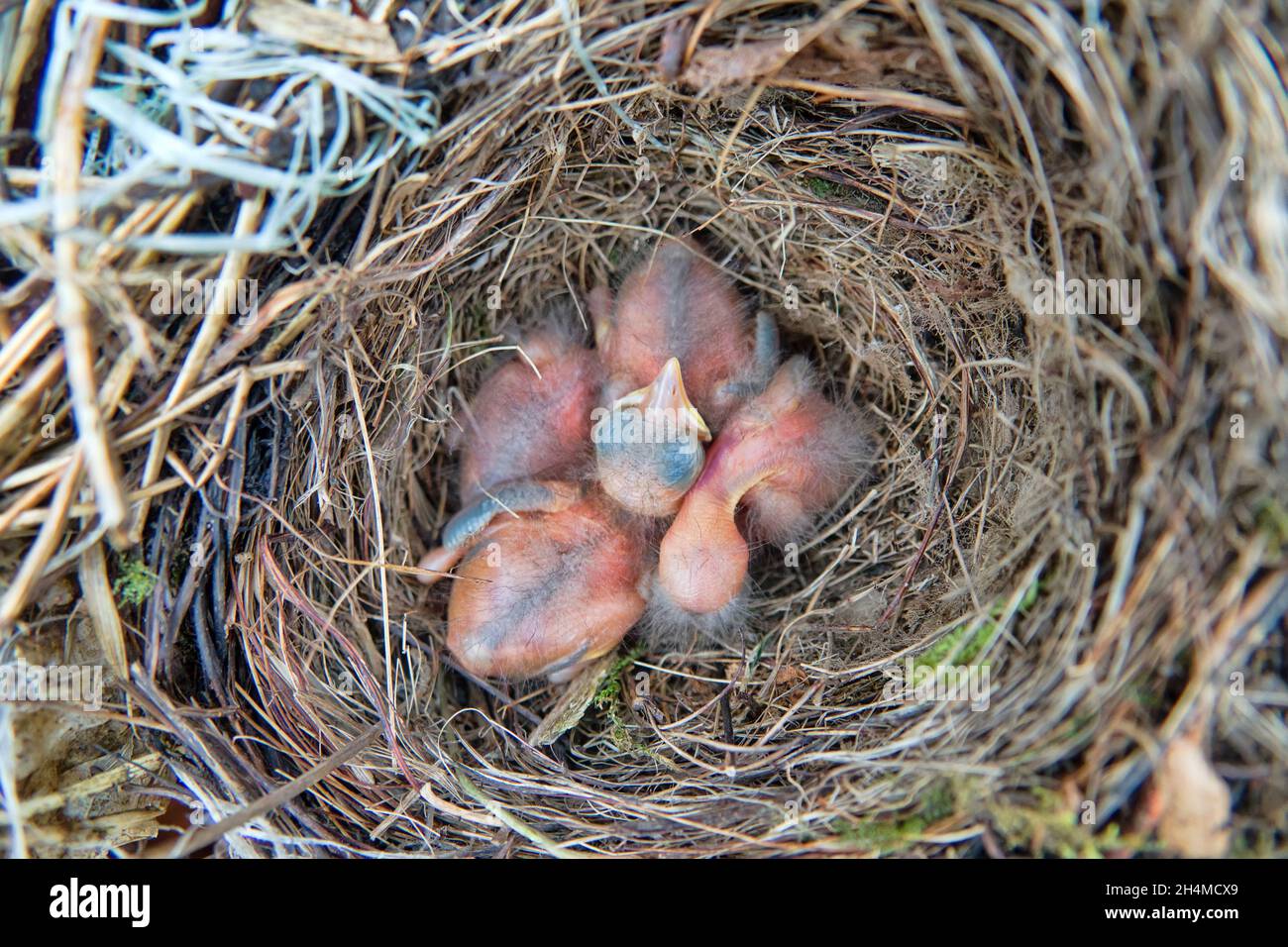 Blackbird egg hatching hi-res stock photography and images - Alamy