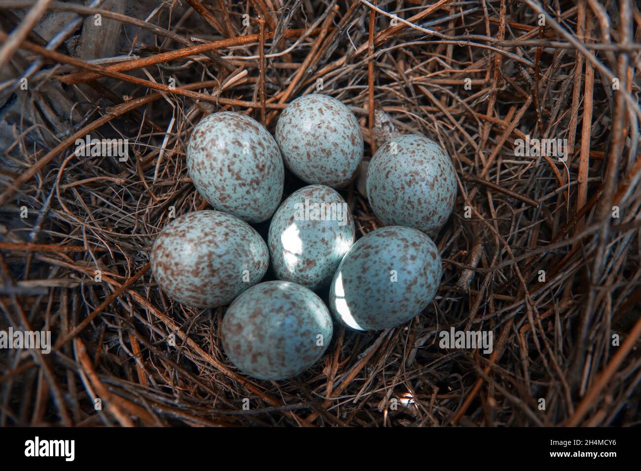 Magpie (Pica pica) nest is complex in structure. Massive elliptical ...