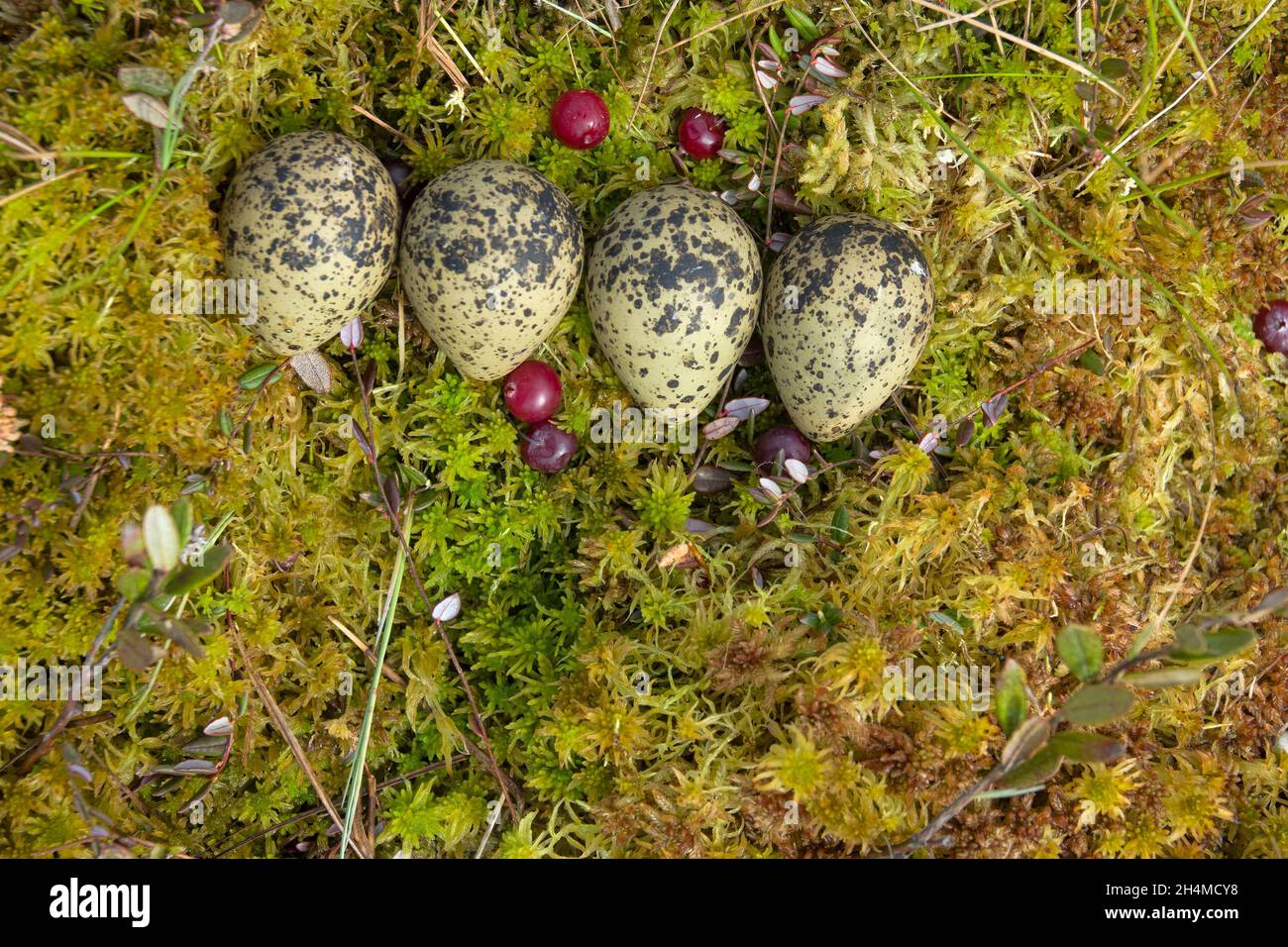 Nest (eggs) of Black-tailed godwit (Limosa limosa) on mesotrophic bog ...