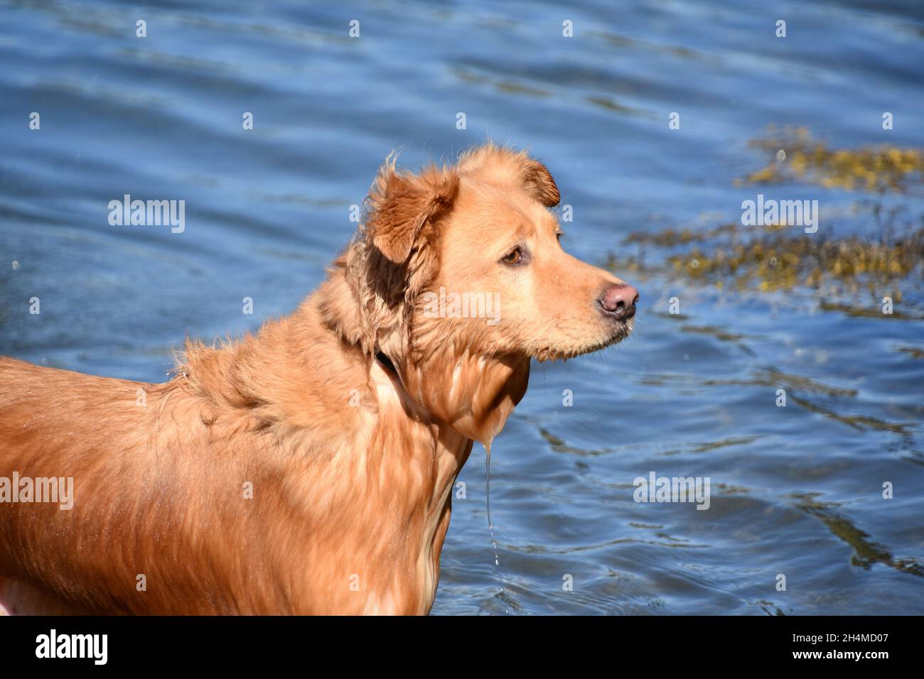 Wet toller hi-res stock photography and images - Alamy