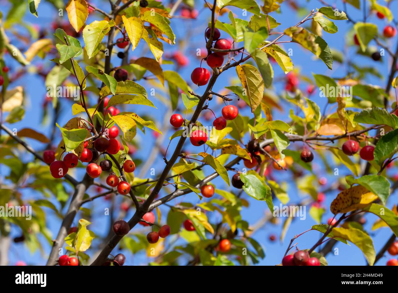 Wild Apple Tree High Resolution Stock Photography and Images - Alamy