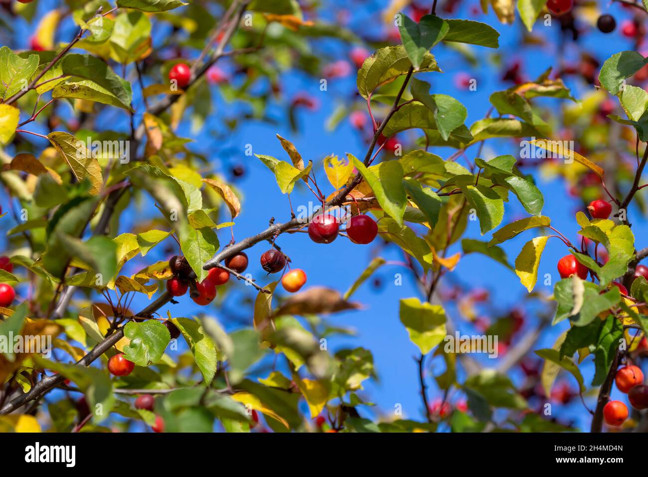 Wild Apple Tree High Resolution Stock Photography and Images - Alamy