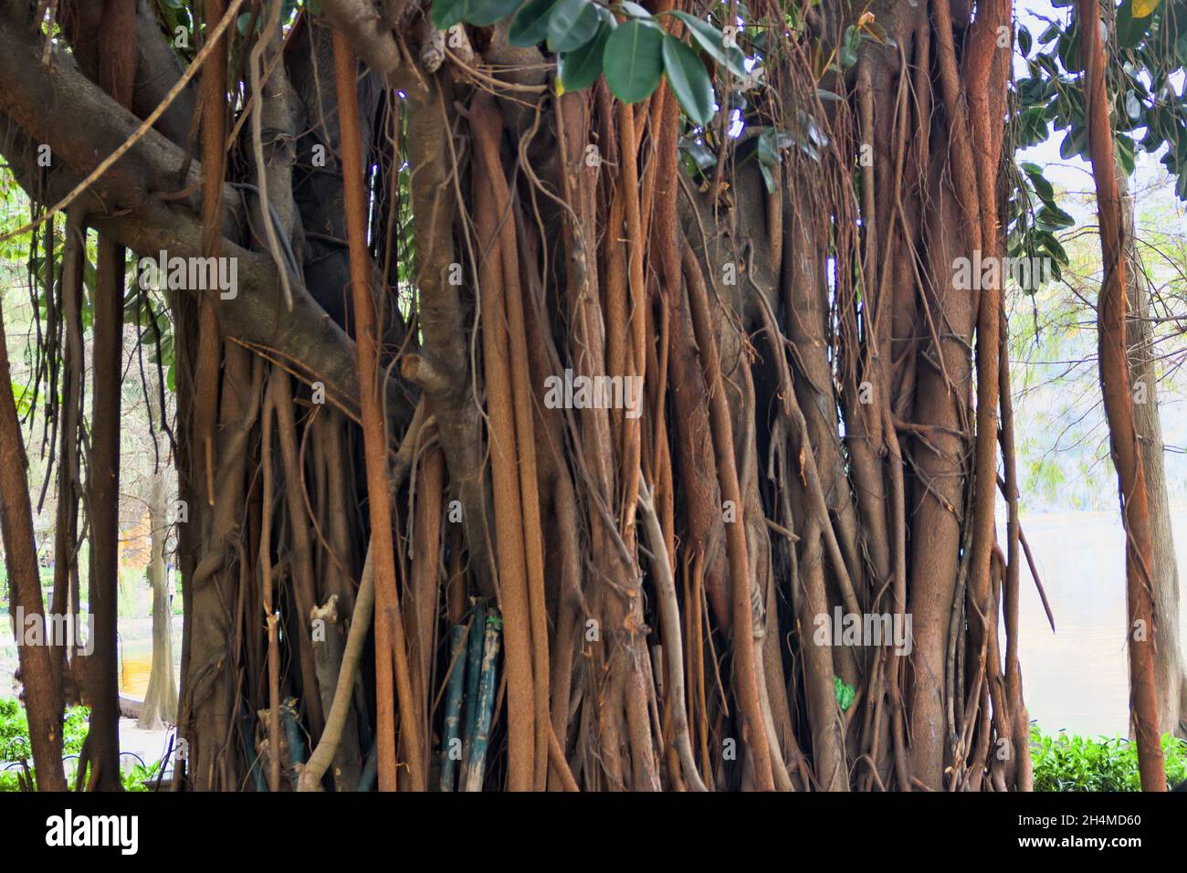 Indian ficus religiosa hi-res stock photography and images - Alamy