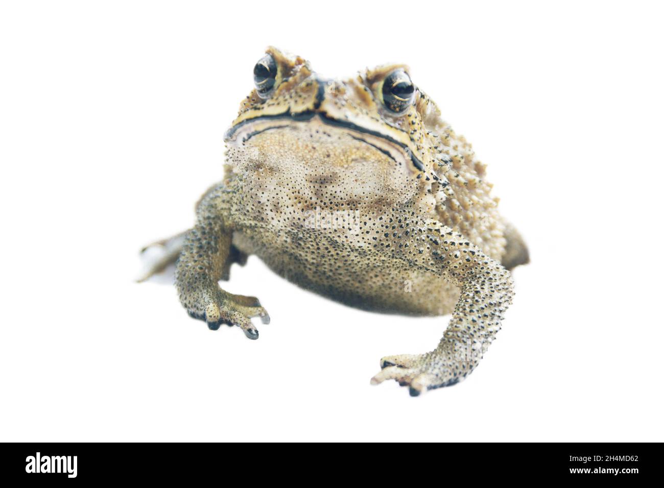 South Asian garden toad (Bufo melanostictus) from Vietnam. The ...