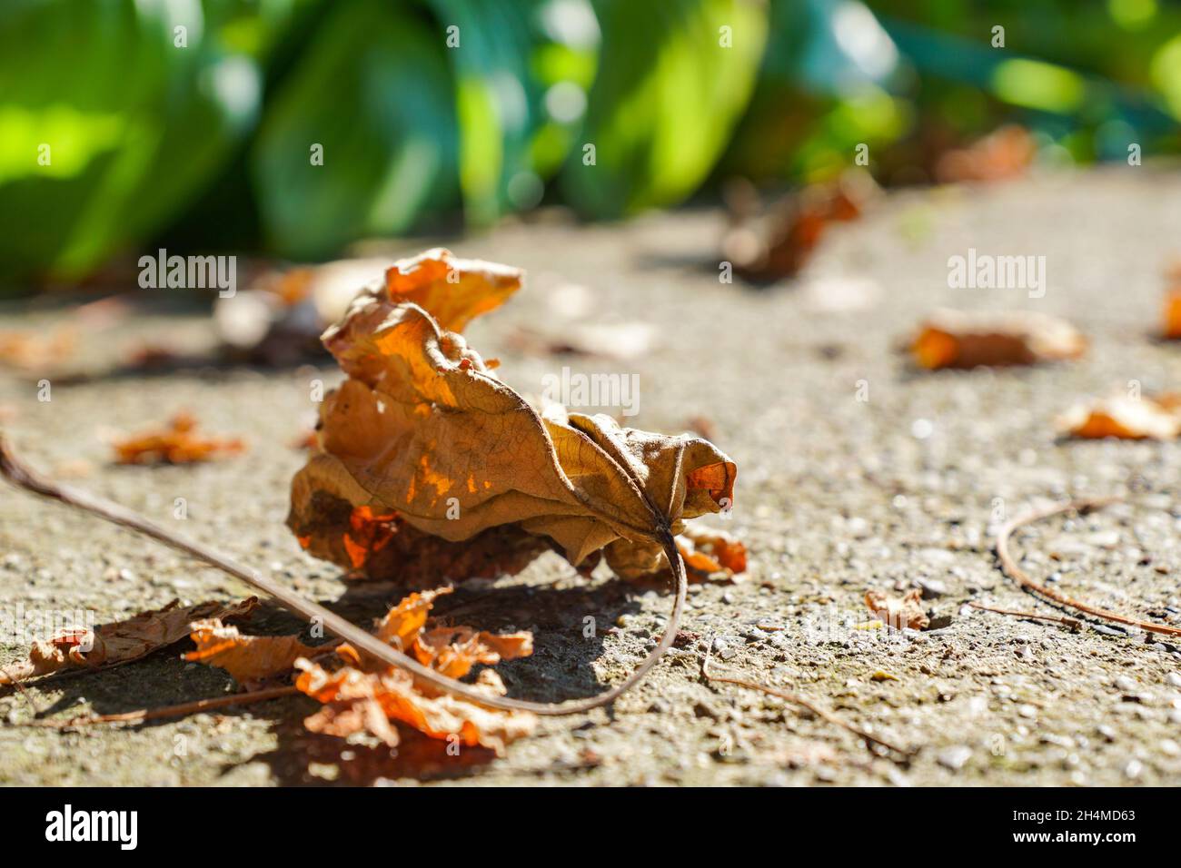 Close-up shot of a dry brown fall maple leaf on the ground under ...