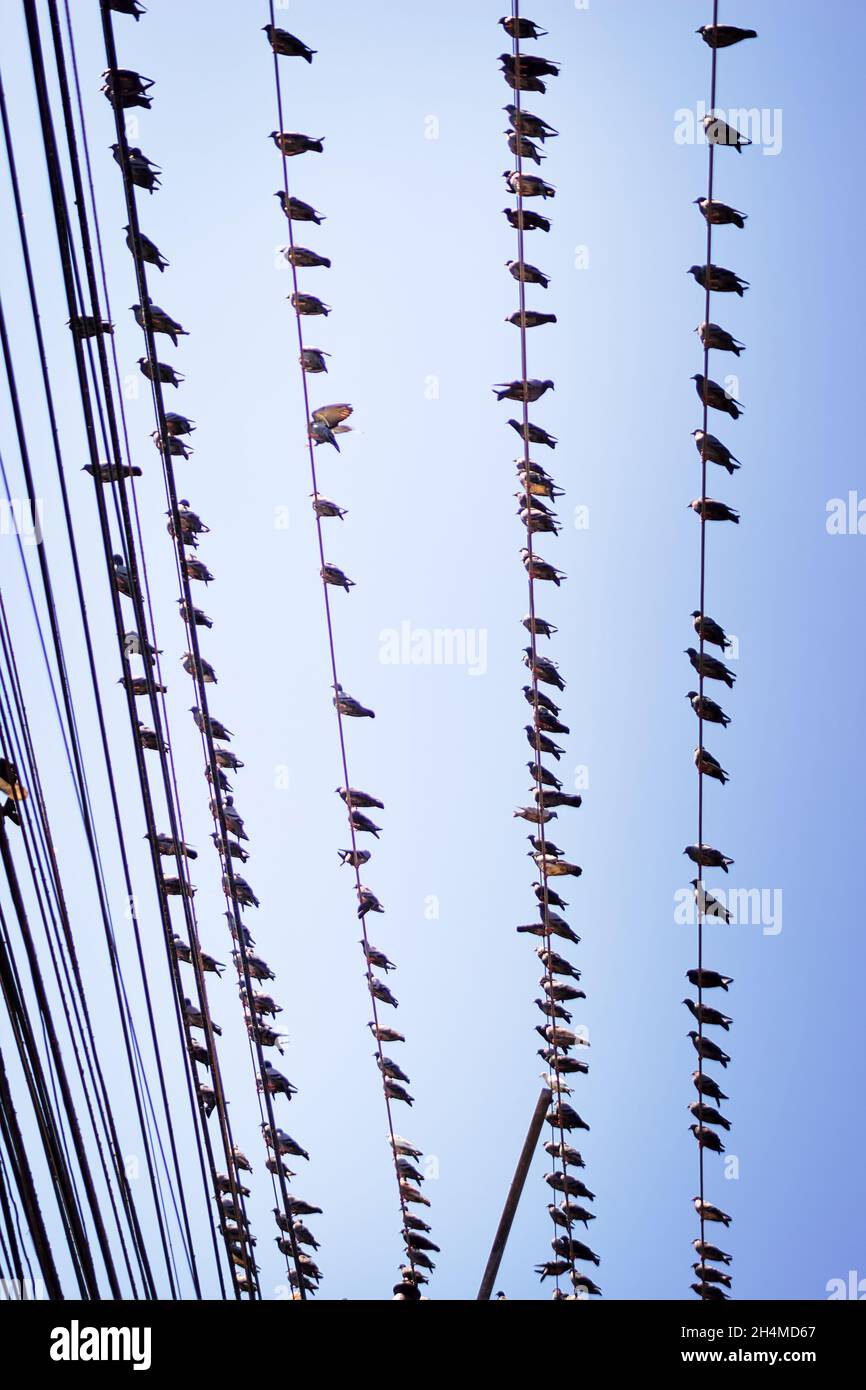 A huge number of Blue dove (Indian-Sri Lanka dove, Columba livia ...