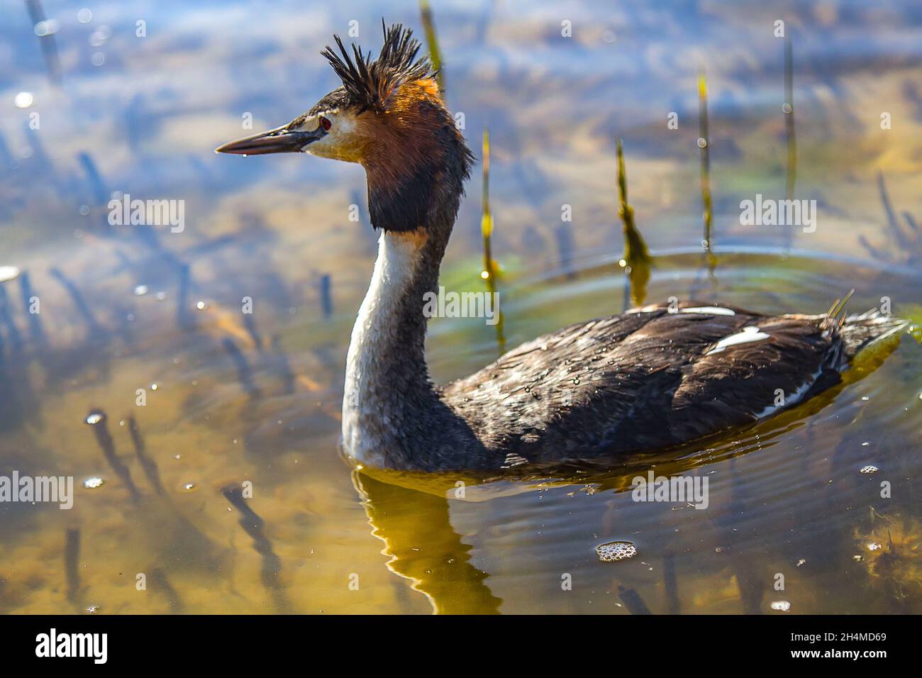Great-crested grebe (Podiceps cristatus) in breeding plumage on a ...