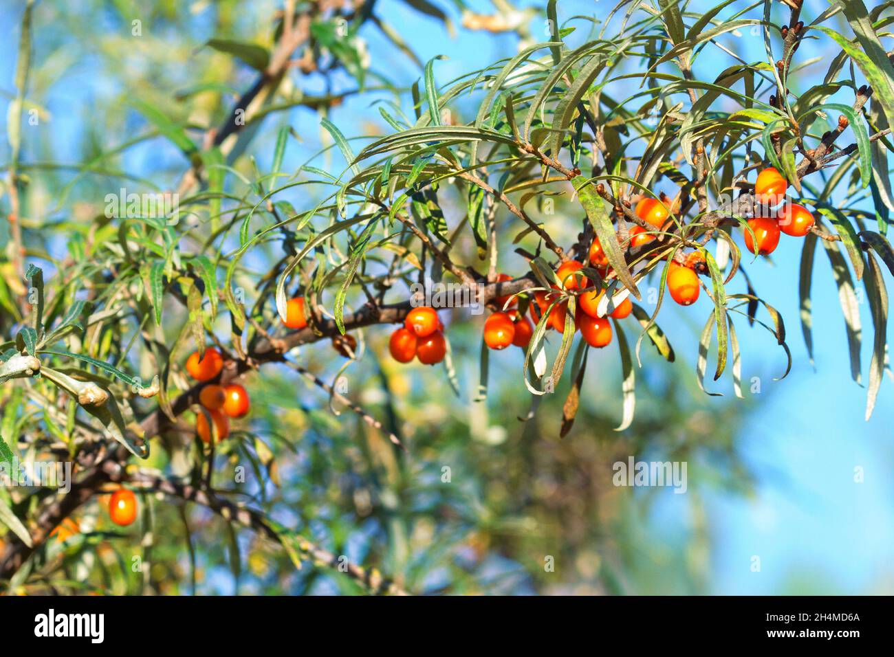 Amber berries hi-res stock photography and images - Alamy