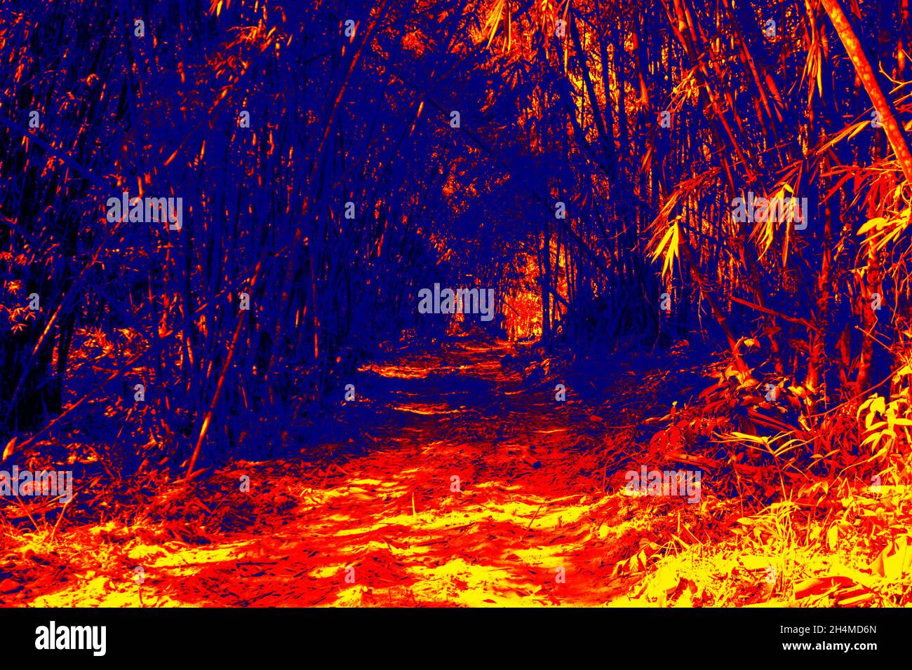 National park. Thermal imager used. Mysterious and frightening jungle ...