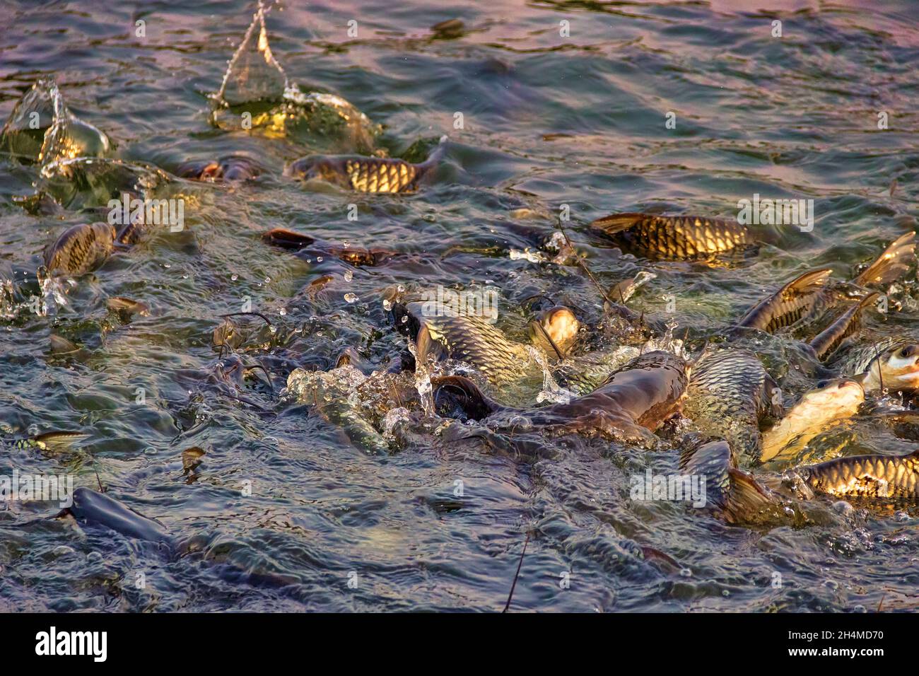 Chinese carp (Ctenopharyngodon idella) are bred in the ponds of ...