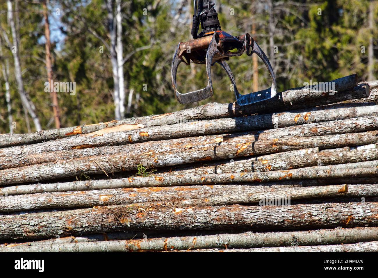 Forest industry. Operations for loading-unloading logging truck at ...