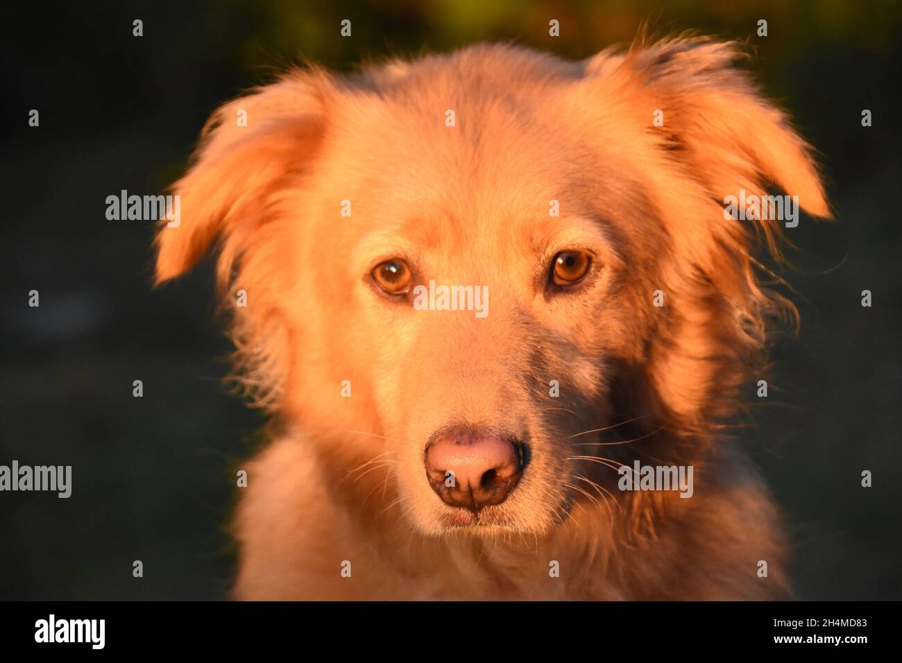 Sun in the face of a sweet golden toller dog Stock Photo - Alamy