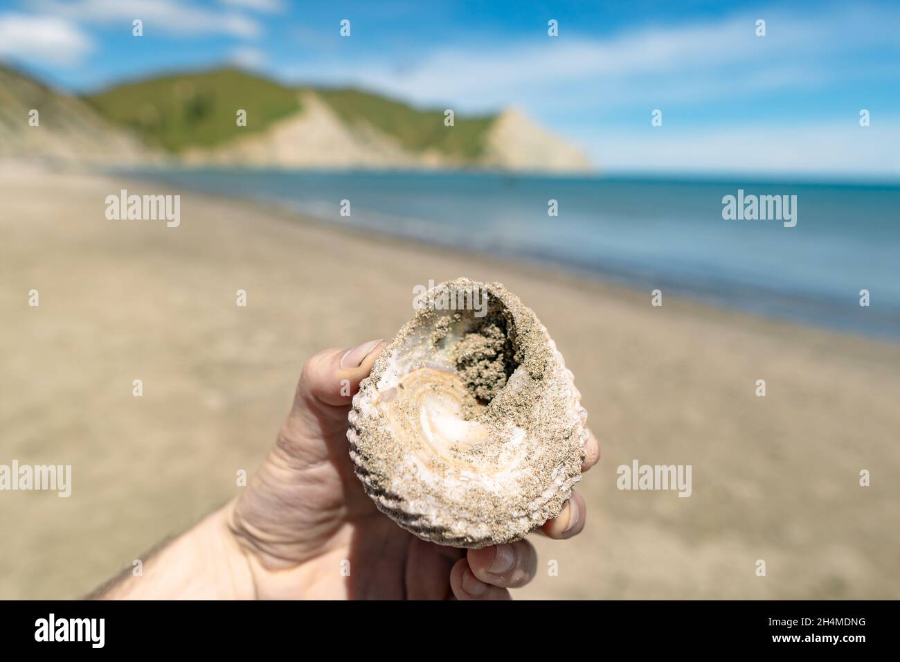 Trochidae High Resolution Stock Photography and Images - Alamy