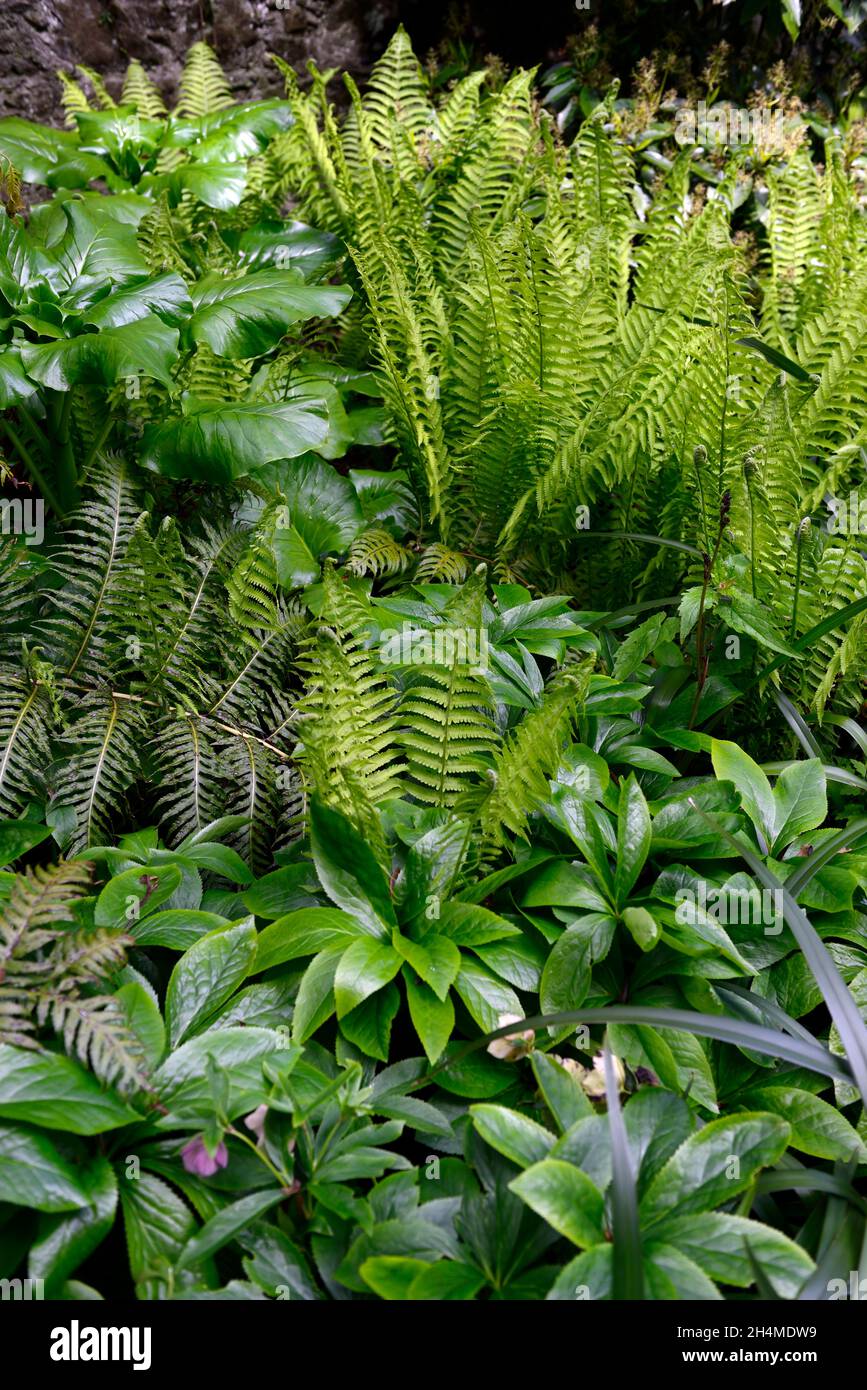 Chain Fern Garden