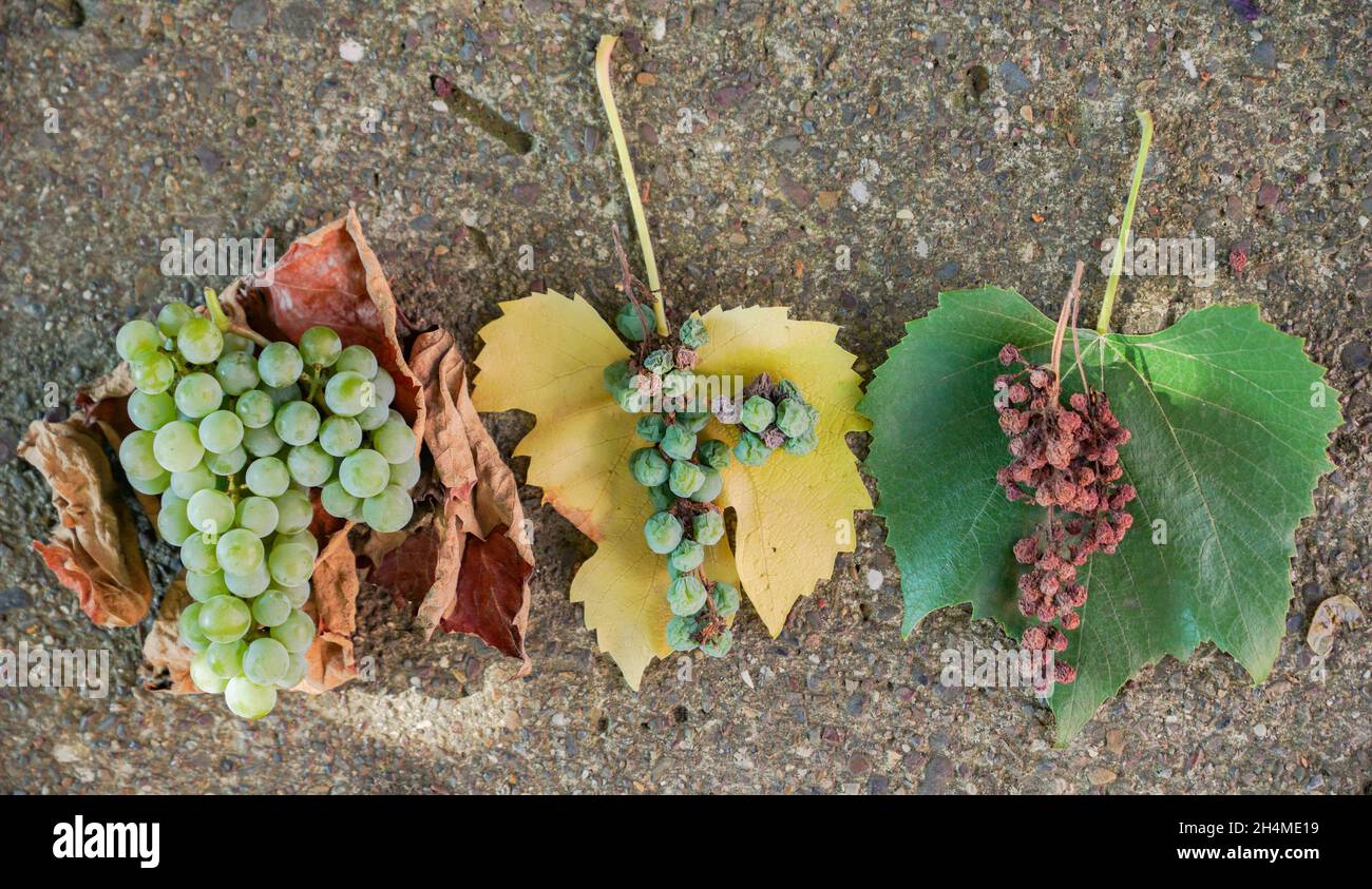 Top view of drying and fresh ripe organic green grapes on the leaves ...